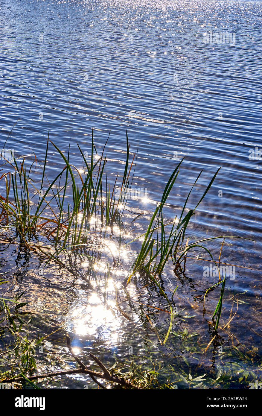 Sunbeams on the reeds are reflected in the lake Stock Photo - Alamy