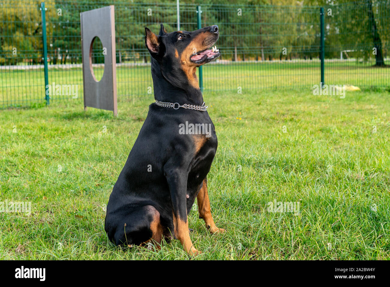 Doberman Pinscher in the park in training of agility Stock Photo - Alamy