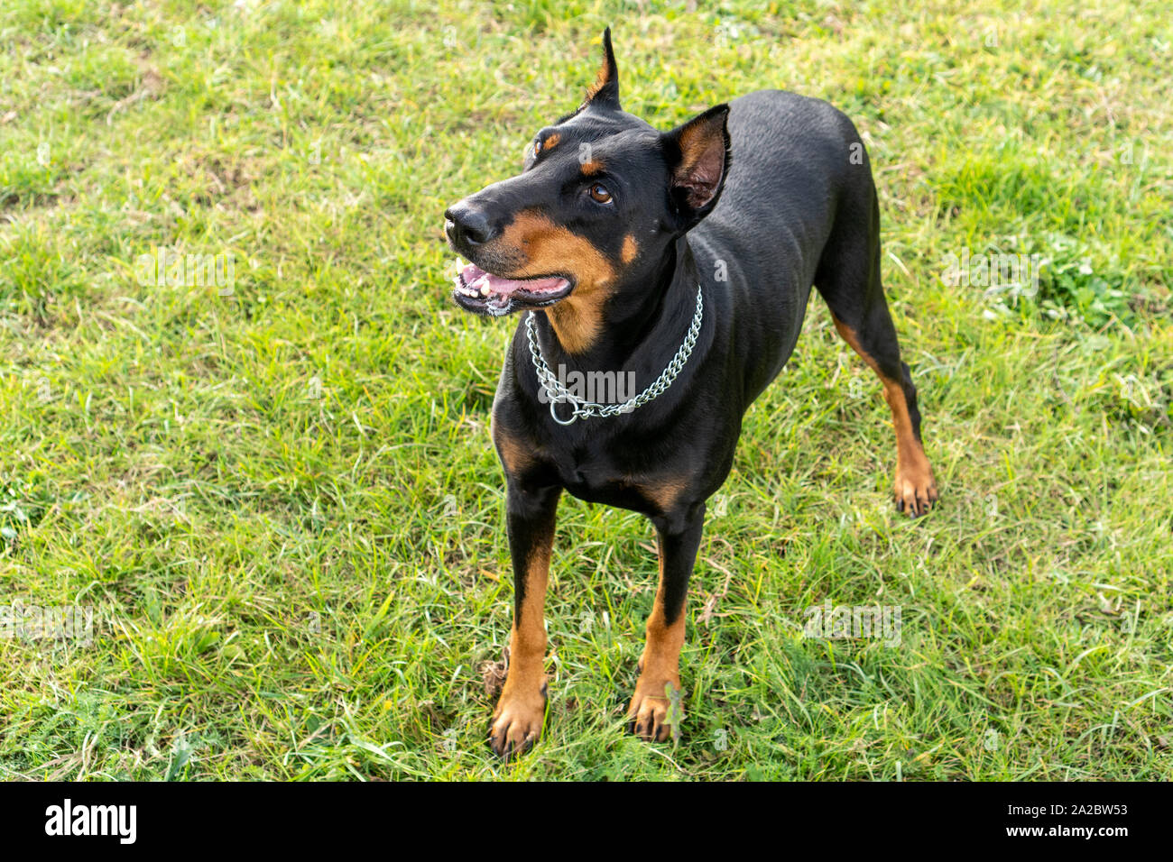 Dog breed doberman on nature hi-res stock photography and images - Alamy