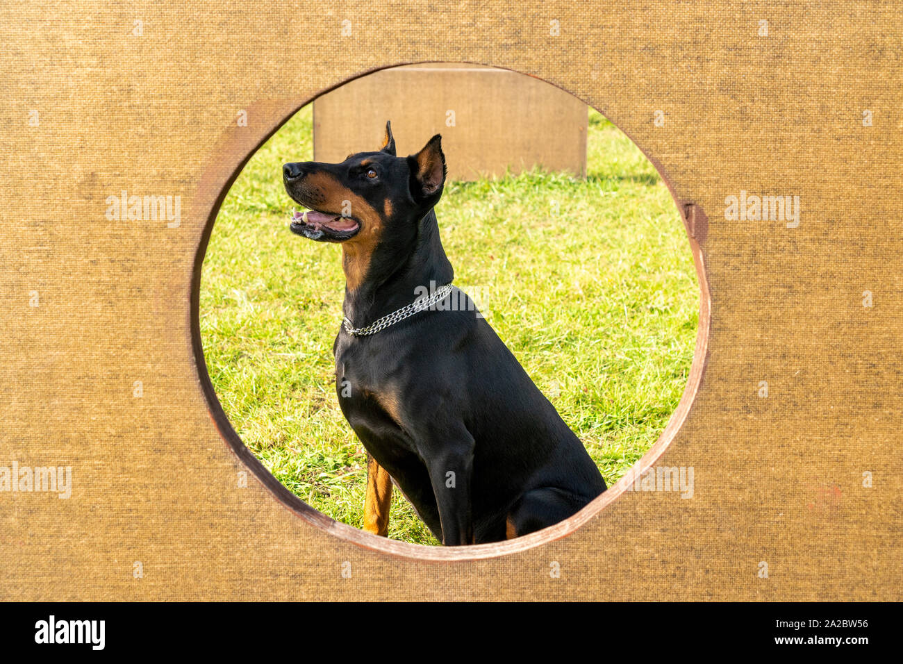 Portrait of Doberman, image shot over an agility hurdle Stock Photo - Alamy