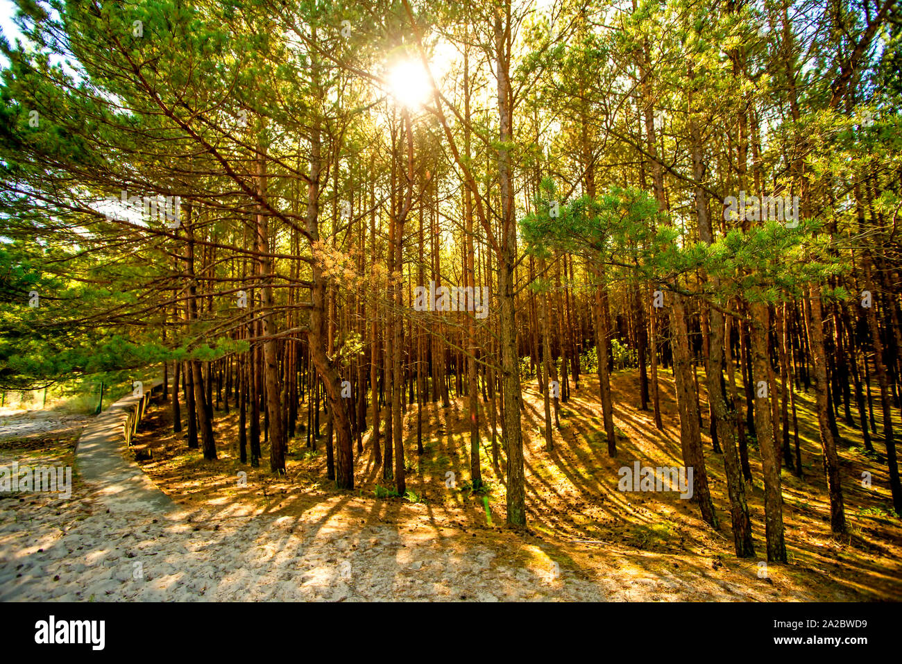 forest at the Baltic coast in Poland with light and shadow Stock Photo ...