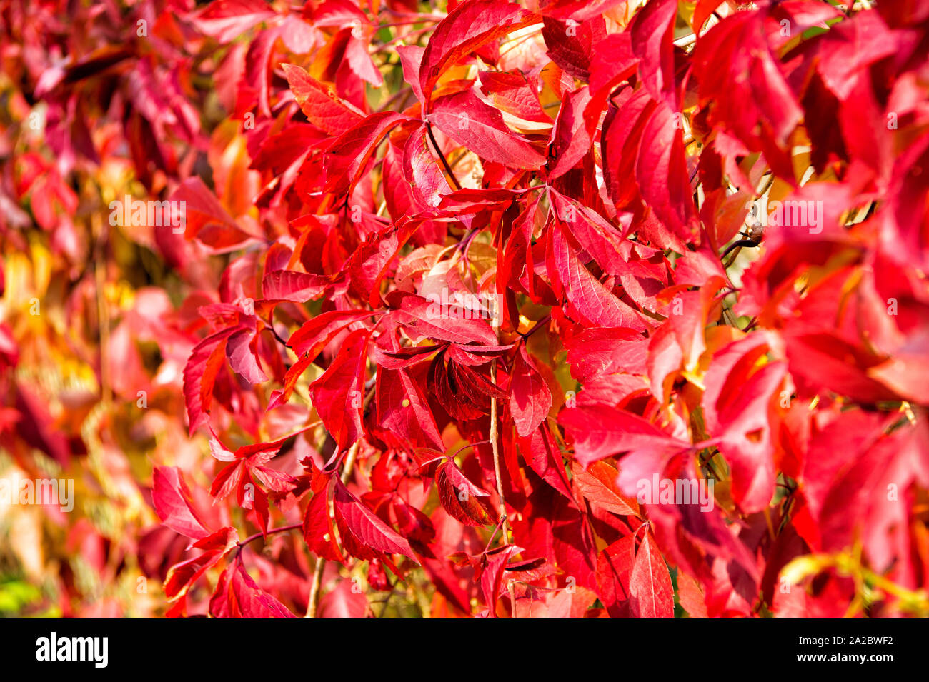 Autumn color. Leaves turn red. Red colored foliage in autumn. Plant ...