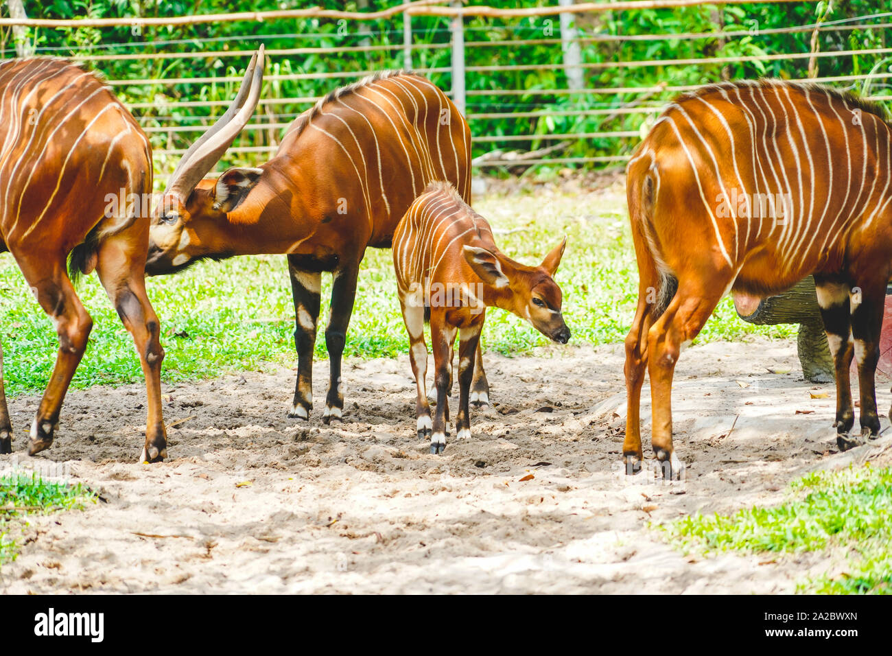 Bongo antelope tropical forest hi-res stock photography and images - Alamy