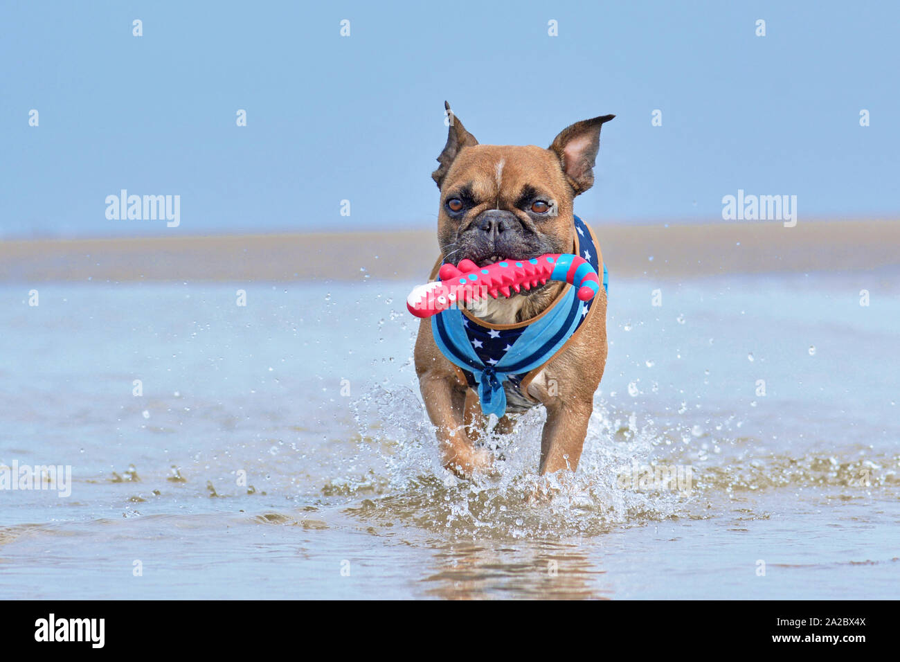 Brown French Bulldog dog with sailor harness carrying toy in muzzle ...