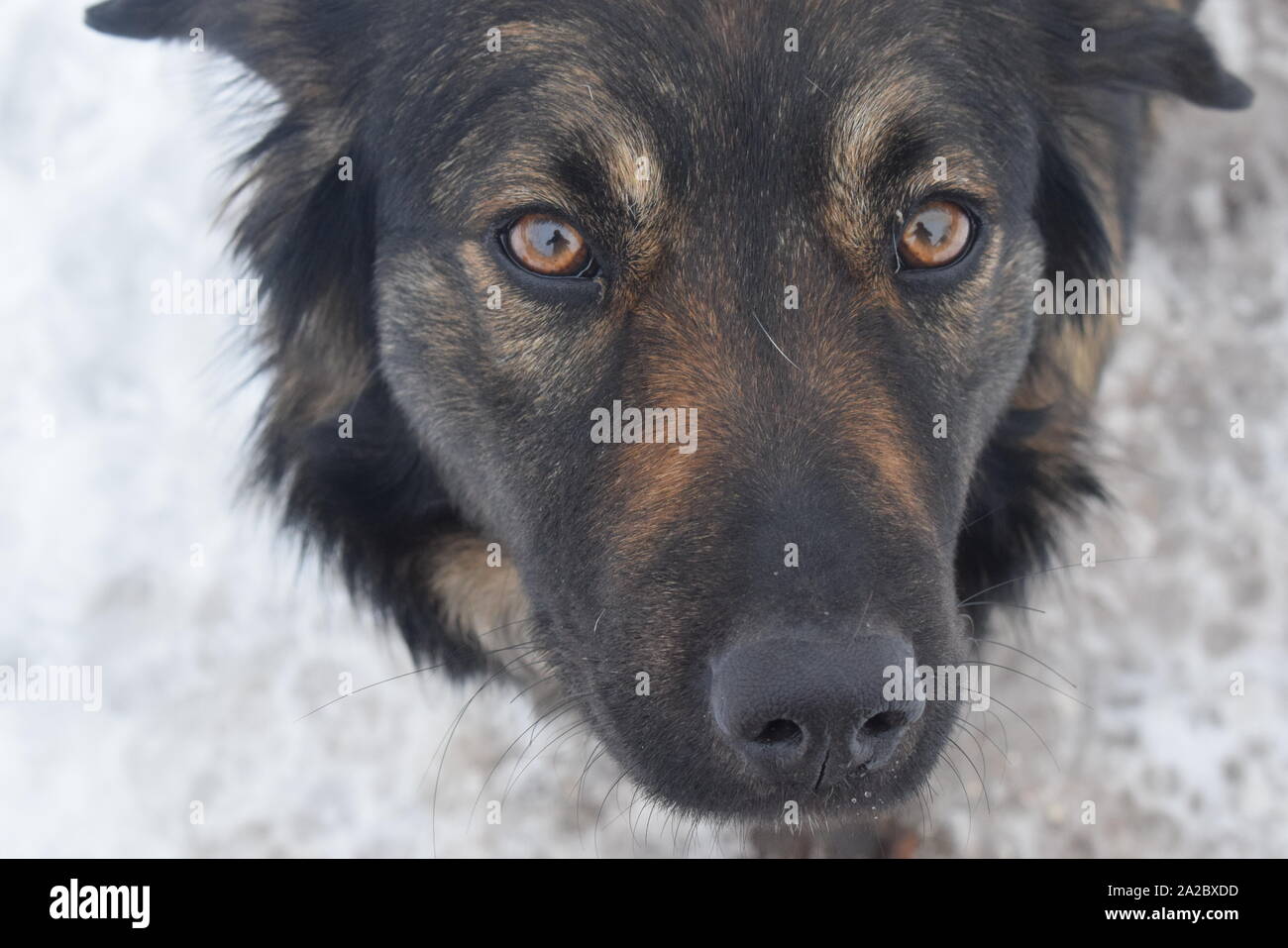 Masha hi-res stock photography and images - Alamy
