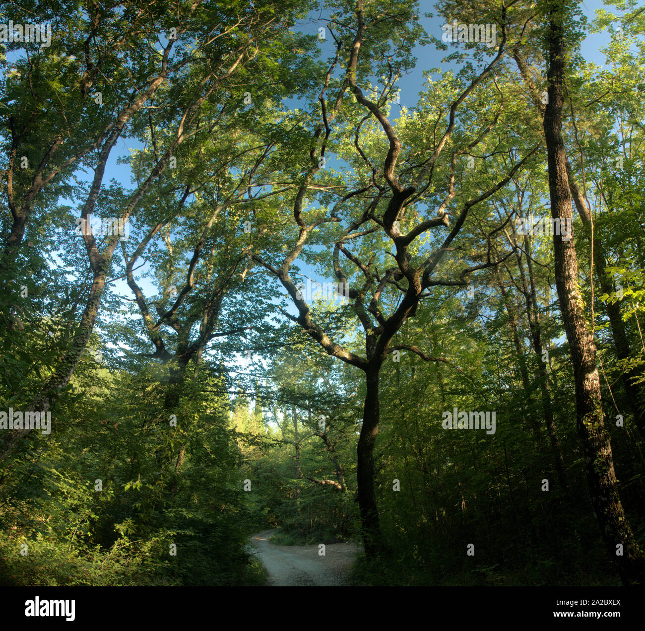 Tuscan woodland canopy near Florence Stock Photo - Alamy