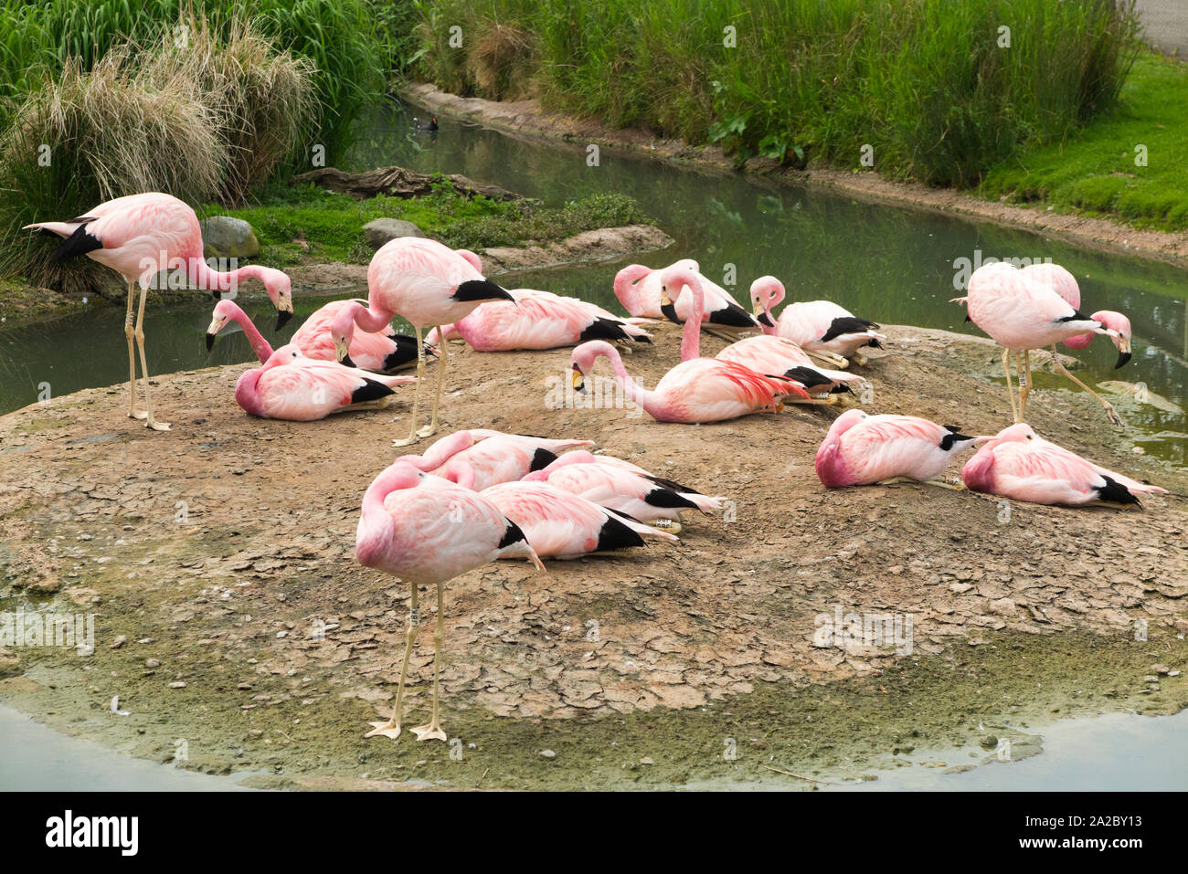 Andean flamingo captive slimbridge hi-res stock photography and images ...