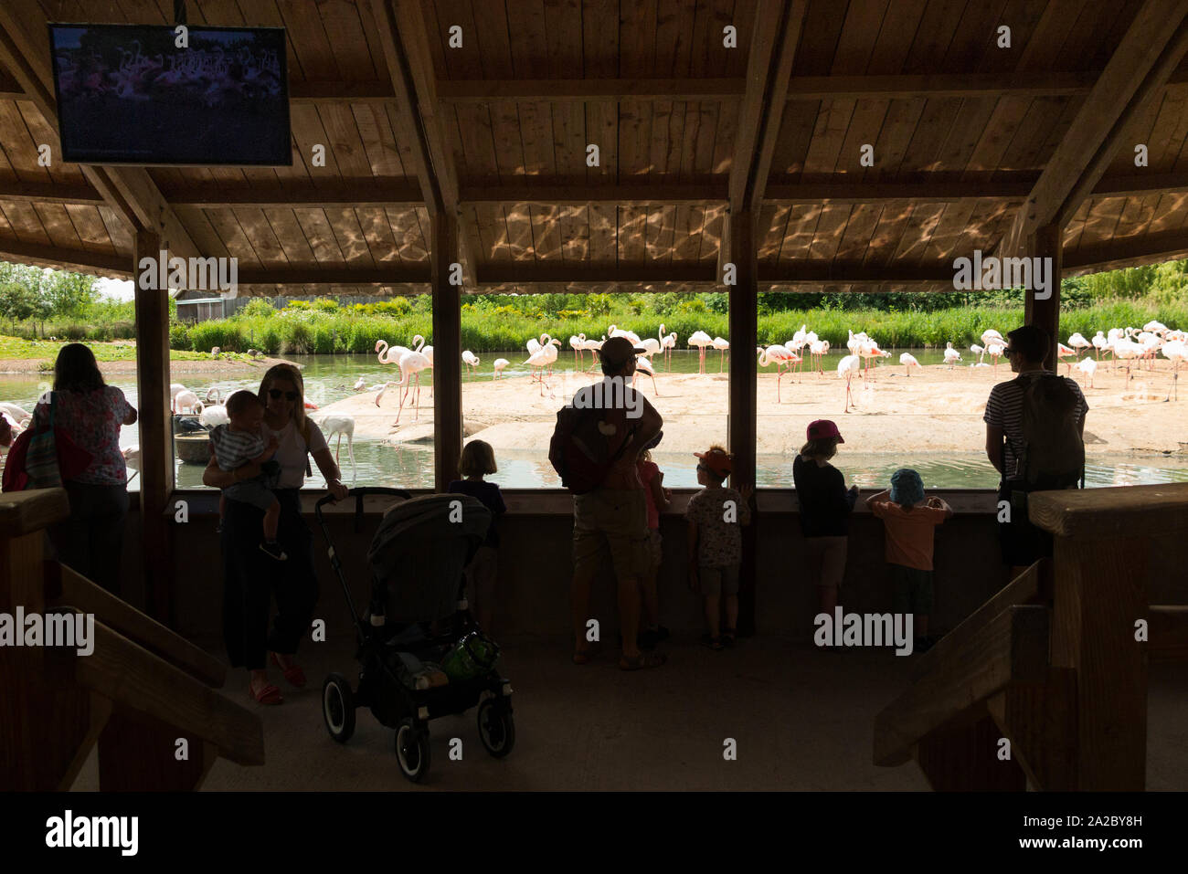 Visitors in / people inside a bird observation hide to watch Greater ...