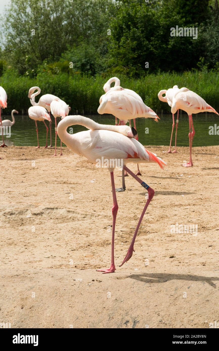 Greater Flamingos / Flamingo ( waders / wading bird / birds )at the ...