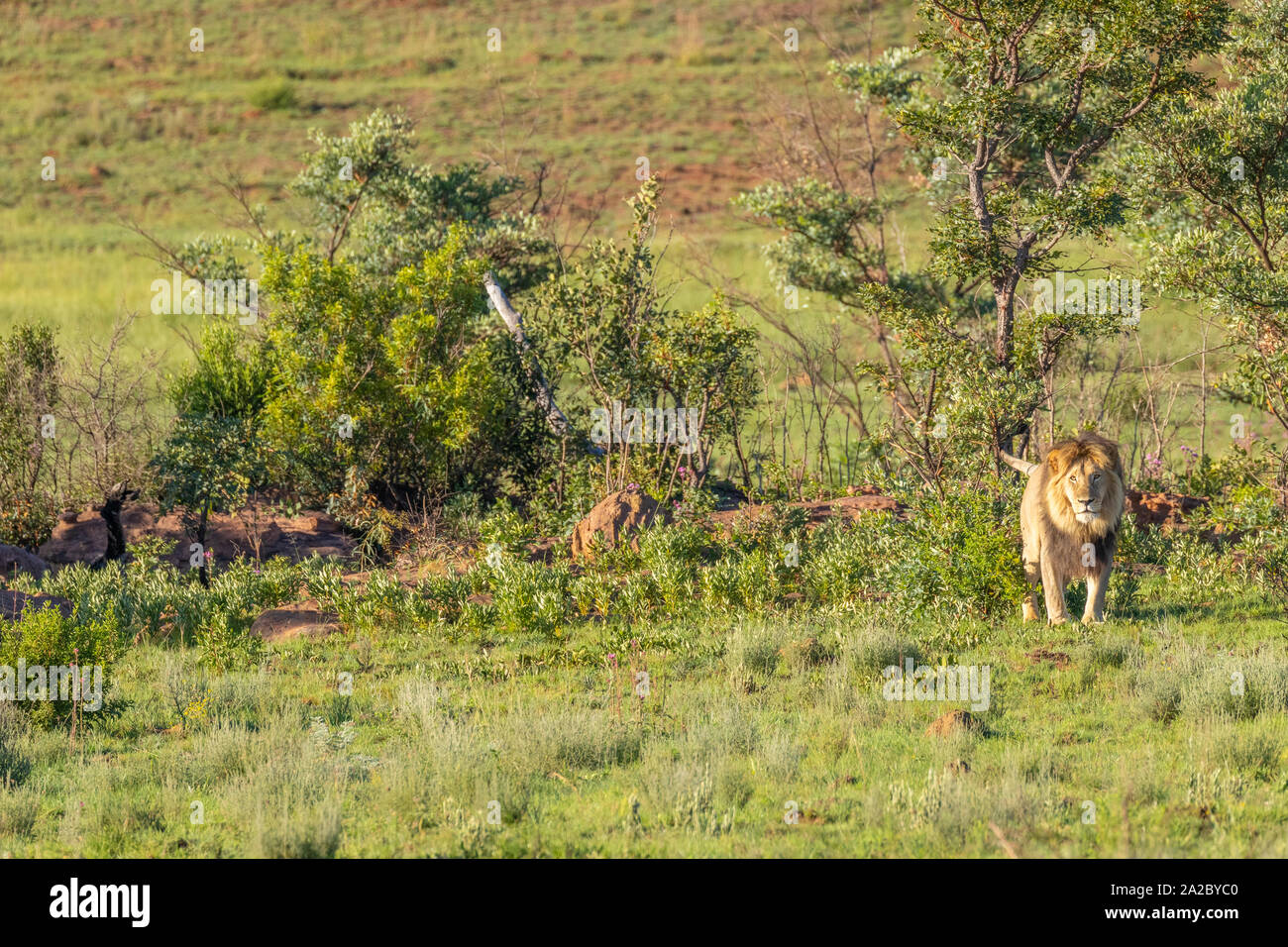 A male lion marking territory on a bush ( Panthera Leo), Welgevonden ...