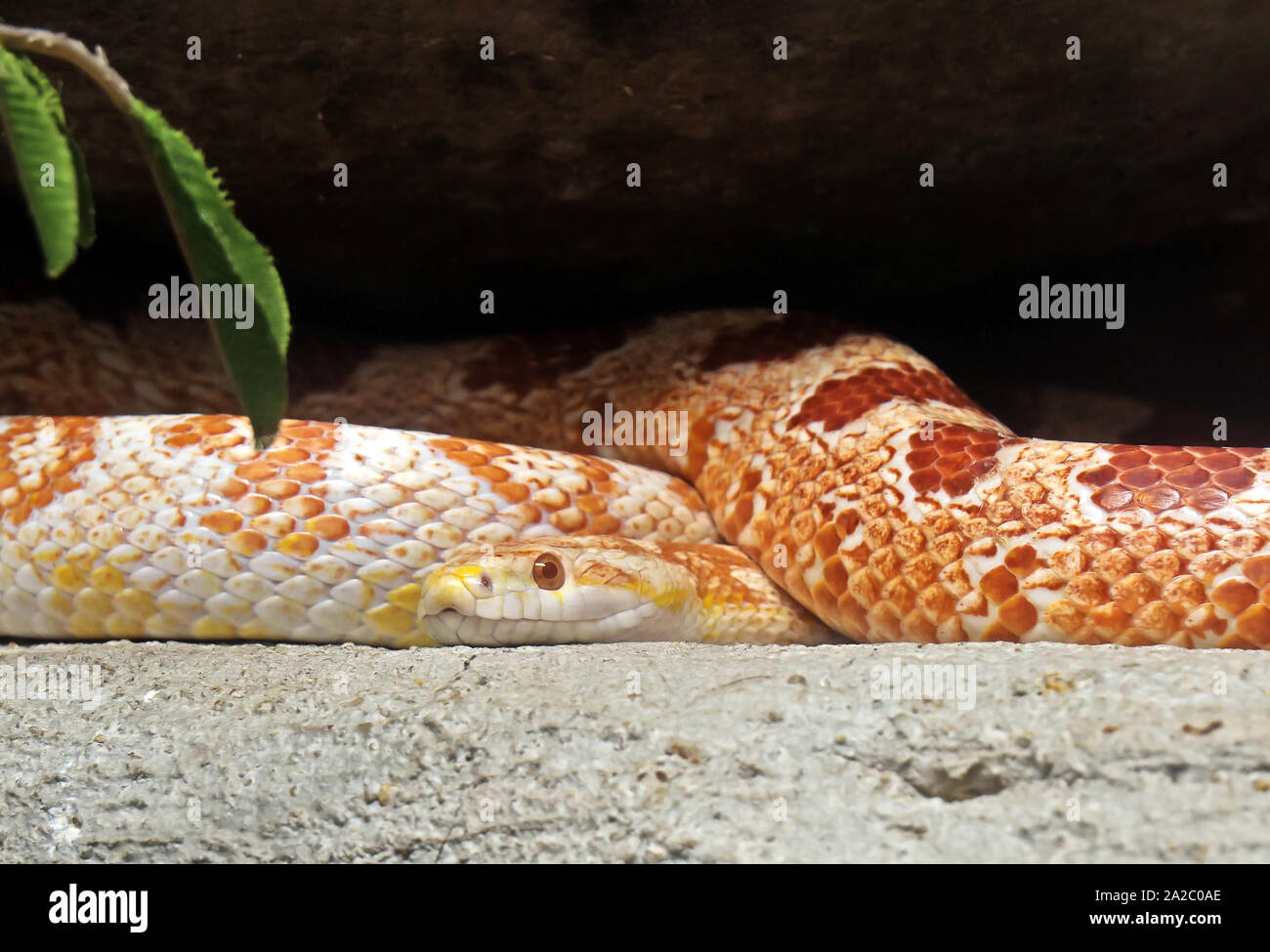 American corn snake hi-res stock photography and images - Alamy