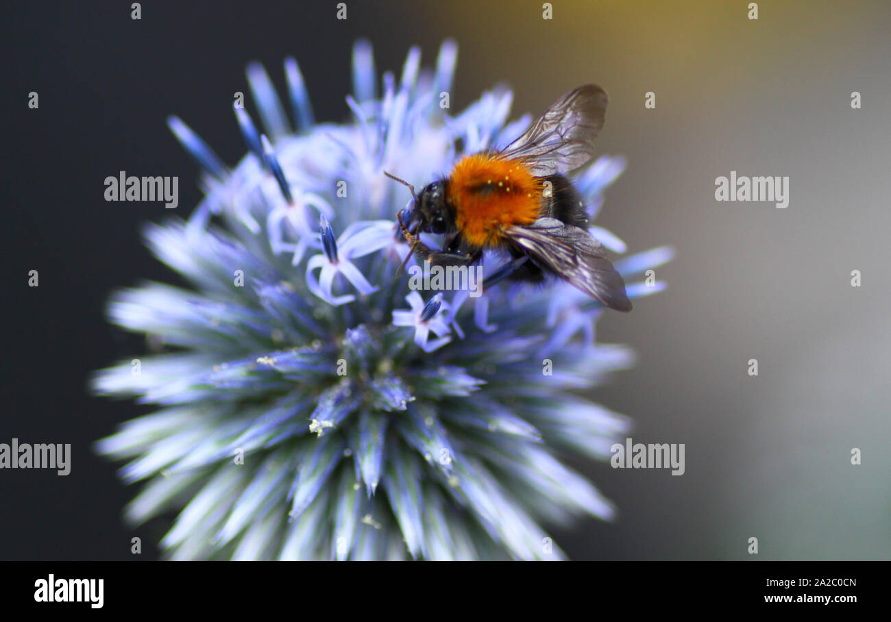 Bumblebee collecting nectar Stock Photo - Alamy