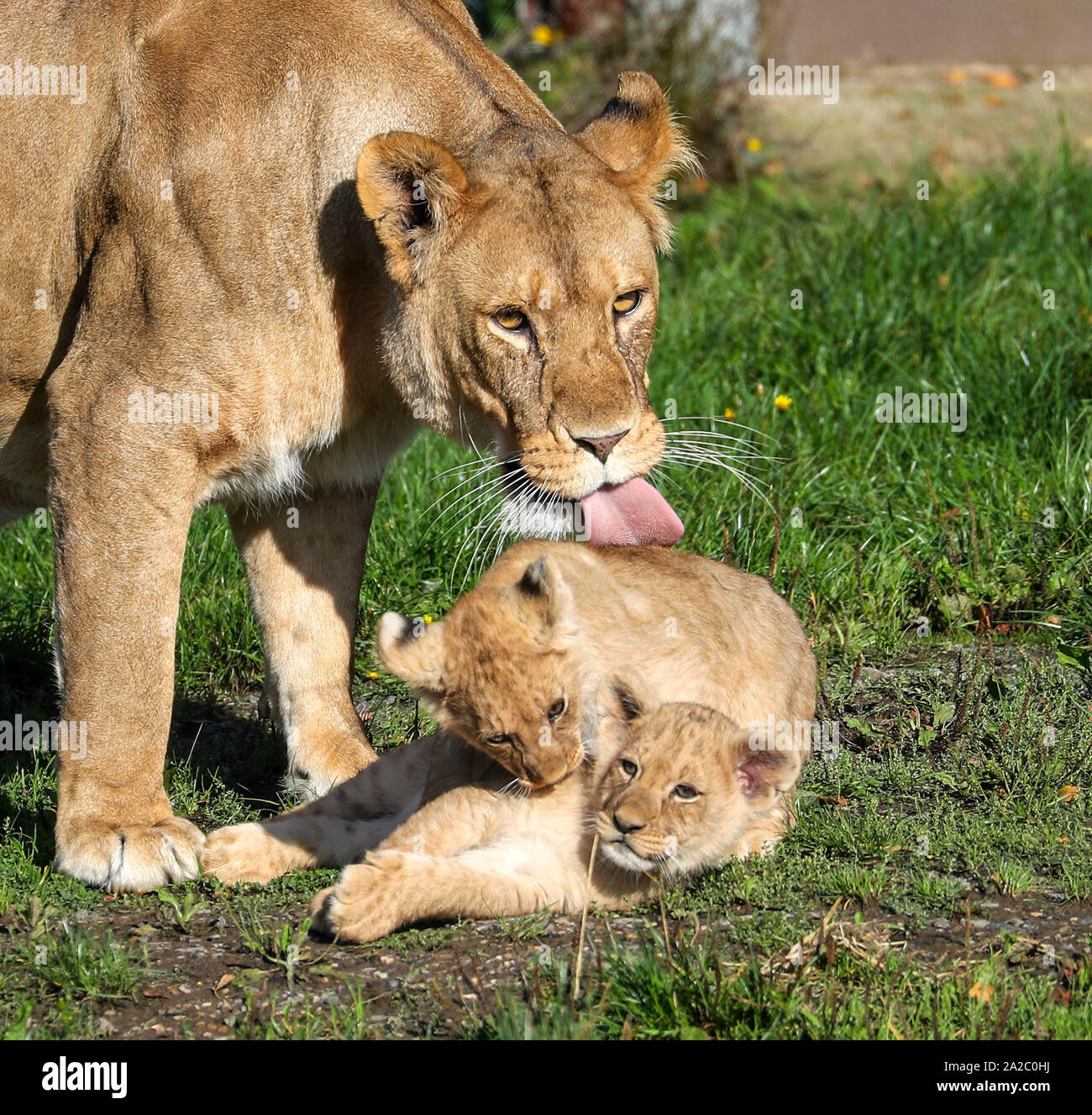 Lions Parenting With Their Cubs
