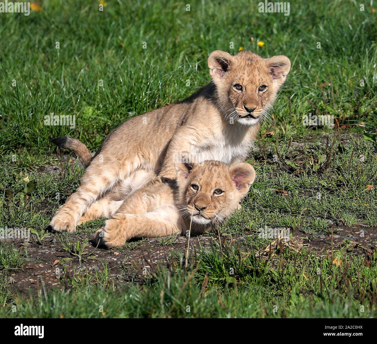 Two African male Lion cubs who are yet to be named make their first ...