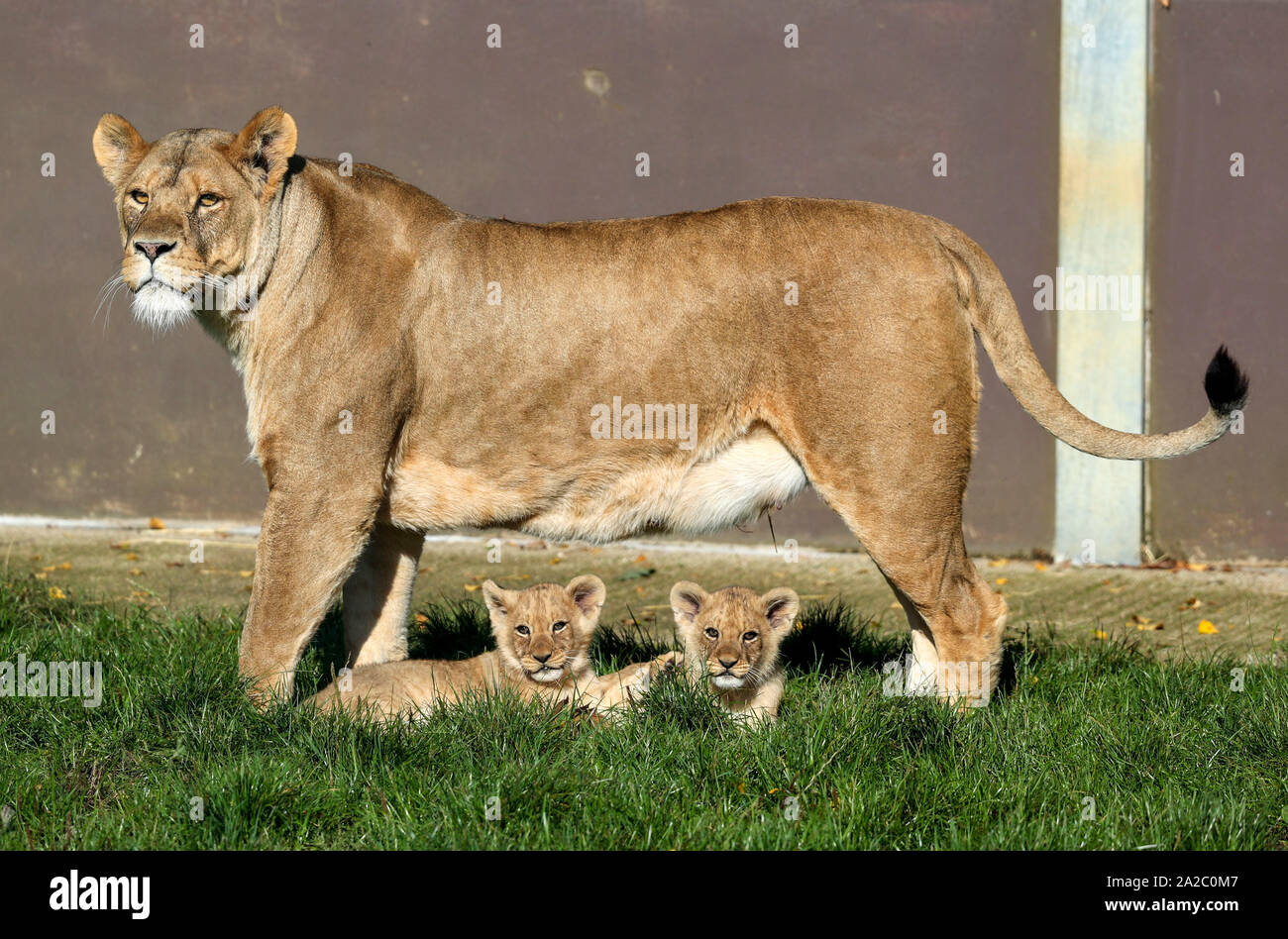 Who was born at woburn safari park in bedfordshire hi-res stock ...