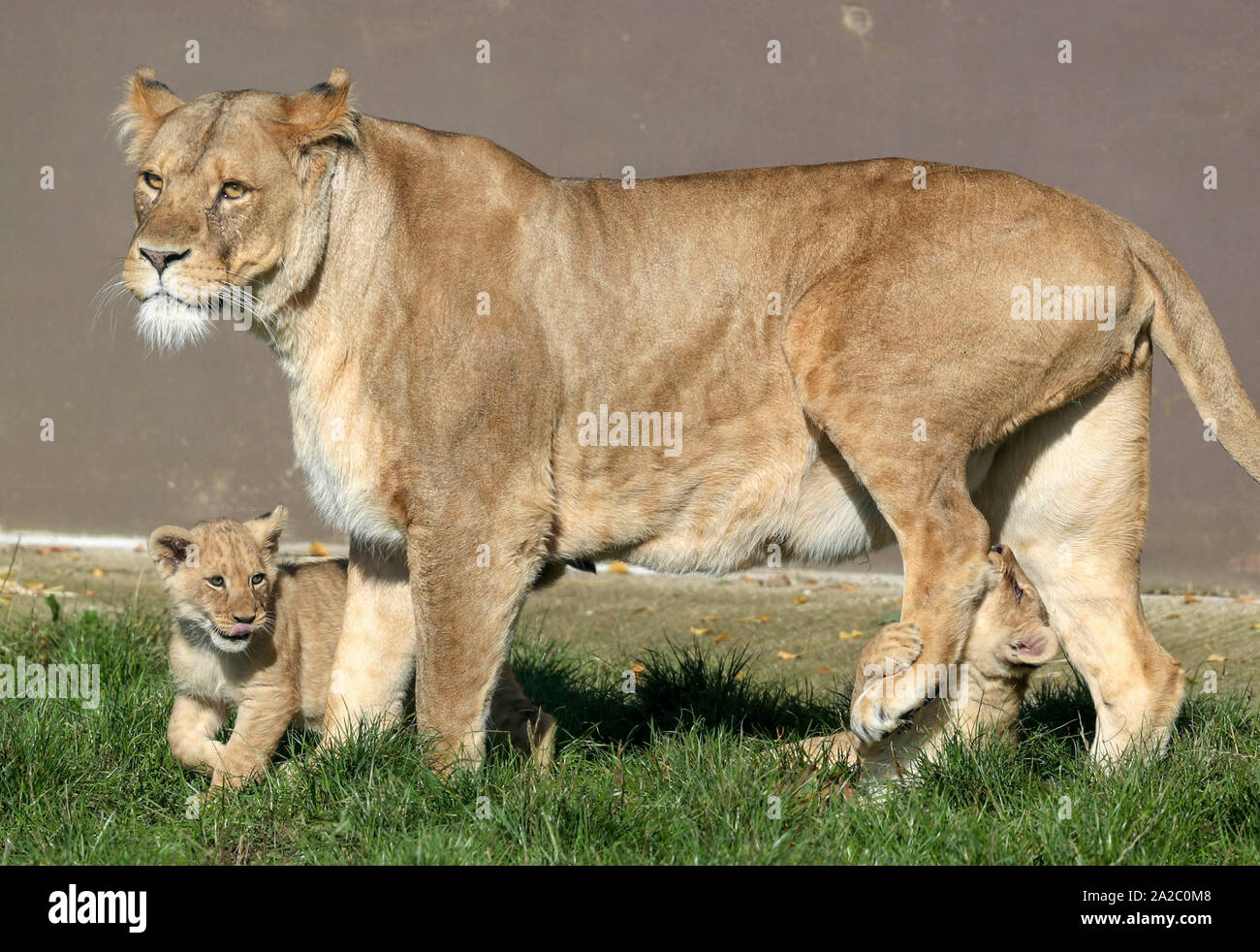 Two African male Lion cubs who are yet to be named play with their mum ...