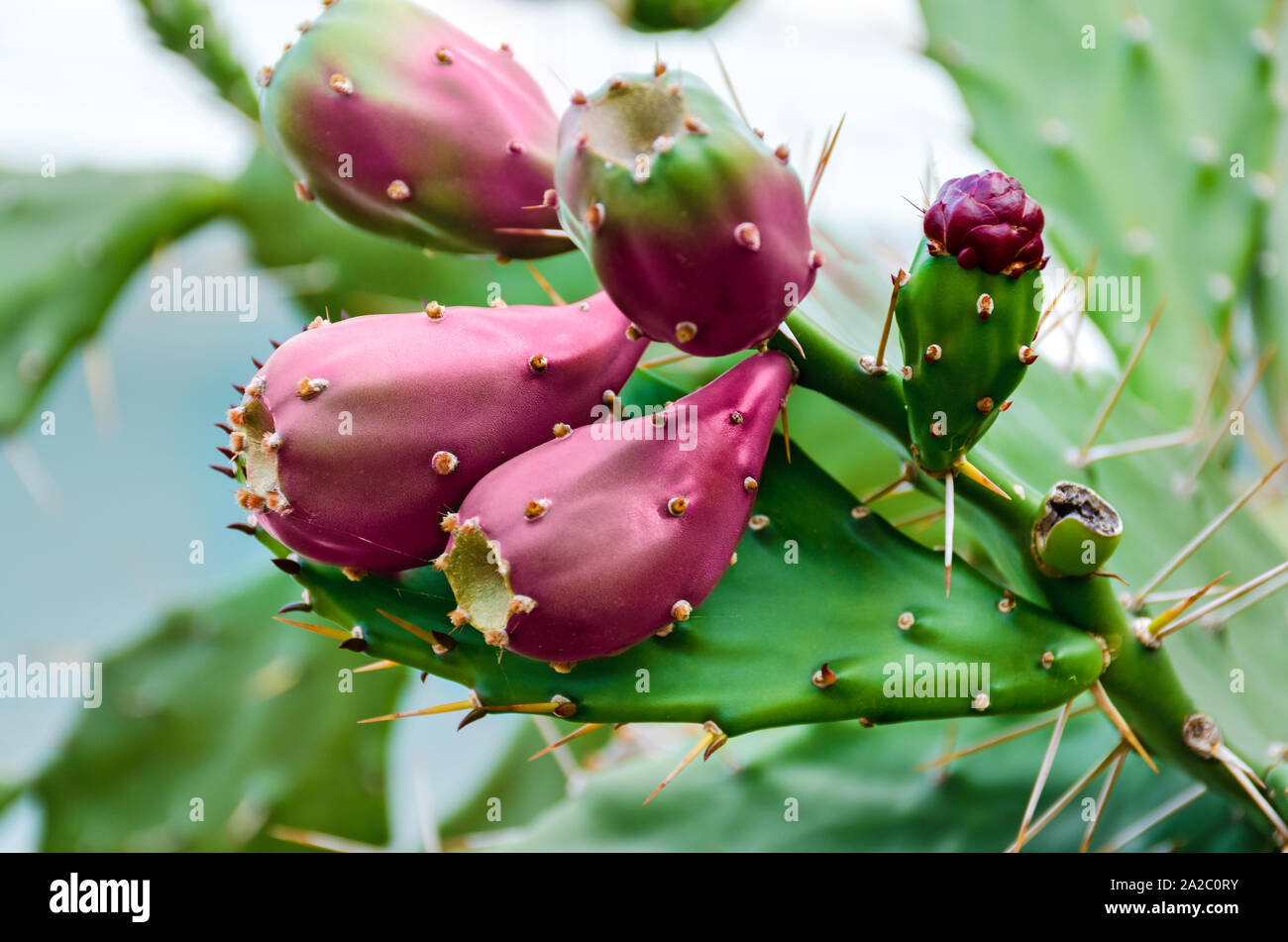 Pink fruit of the prickly pear cactus hi-res stock photography and ...