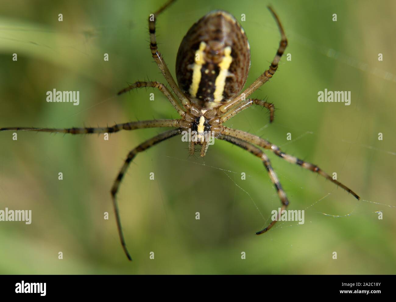 spider on the spiderweb Stock Photo - Alamy
