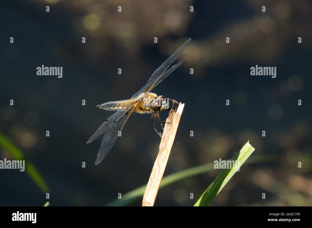Dragonfly standing on a leaf, macro photography Stock Photo - Alamy