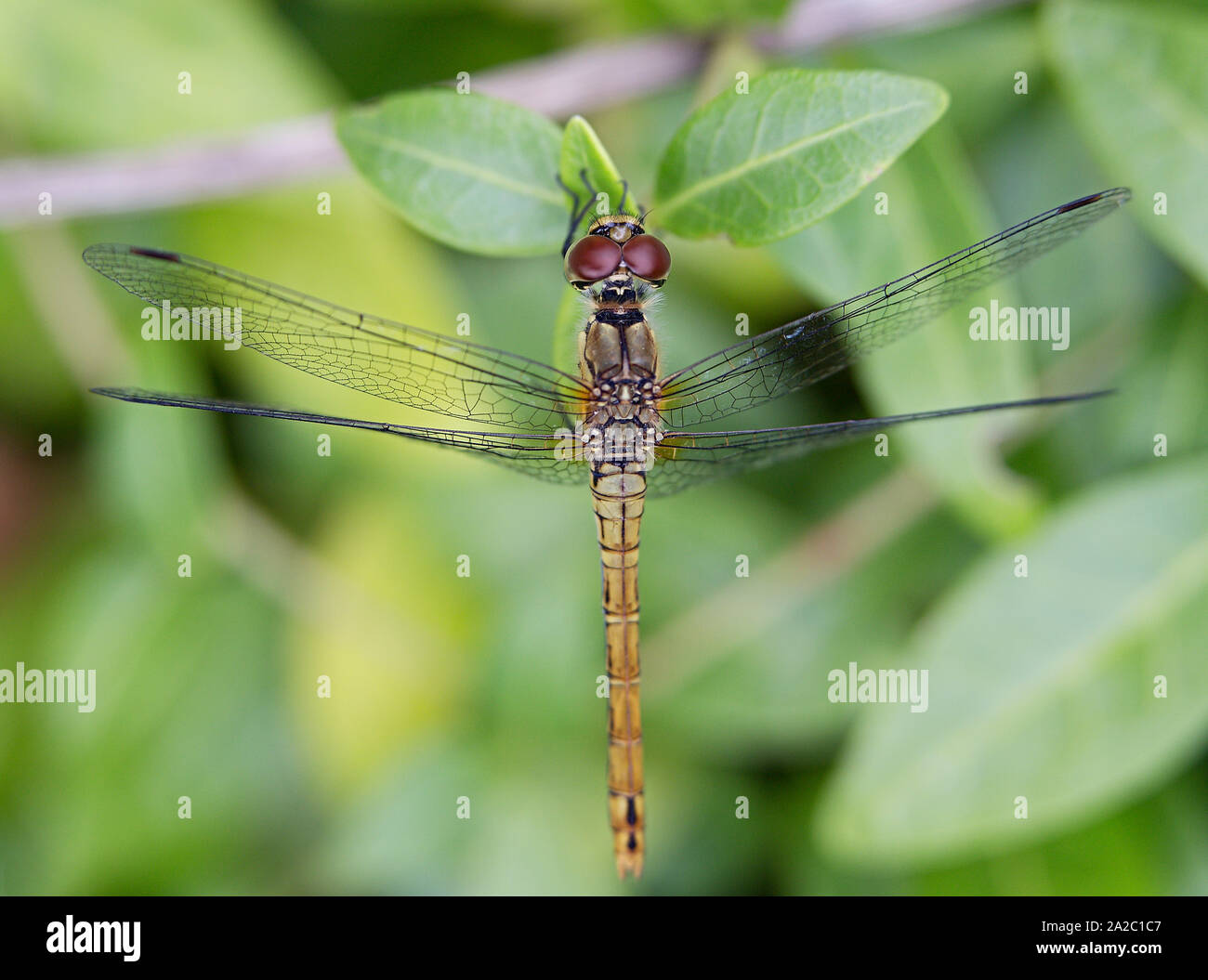 Dragonfly standing on a leaf, macro photography Stock Photo - Alamy