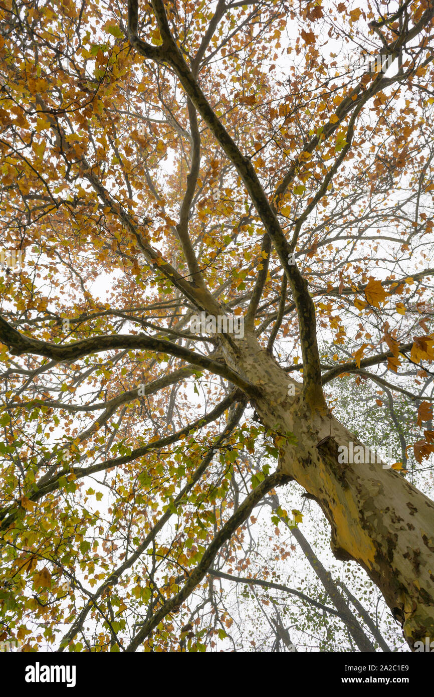 Colorful maple tree top view of low angle Stock Photo - Alamy