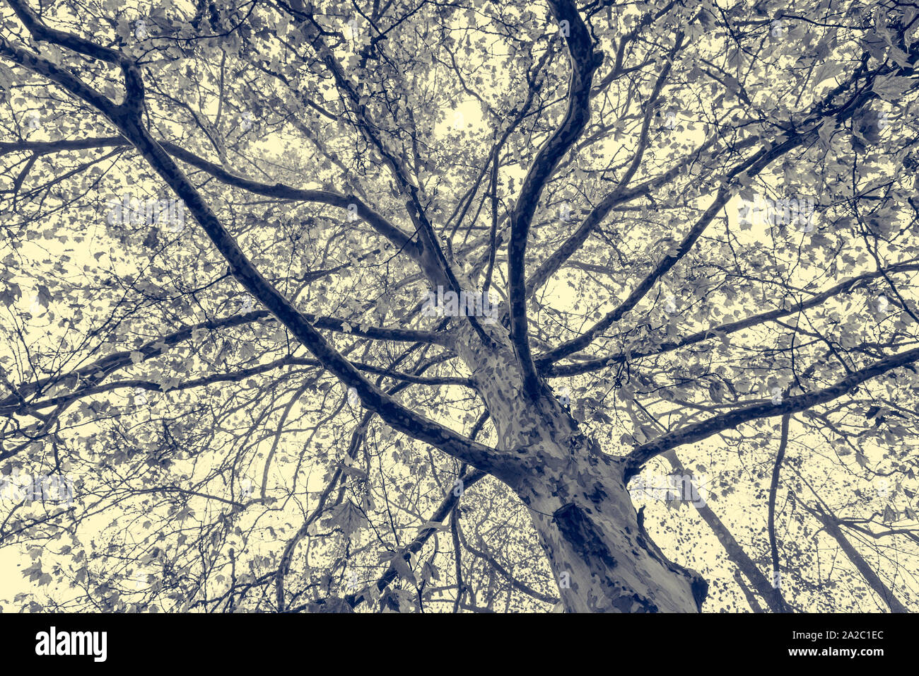Colorful maple tree top view of low angle Stock Photo - Alamy