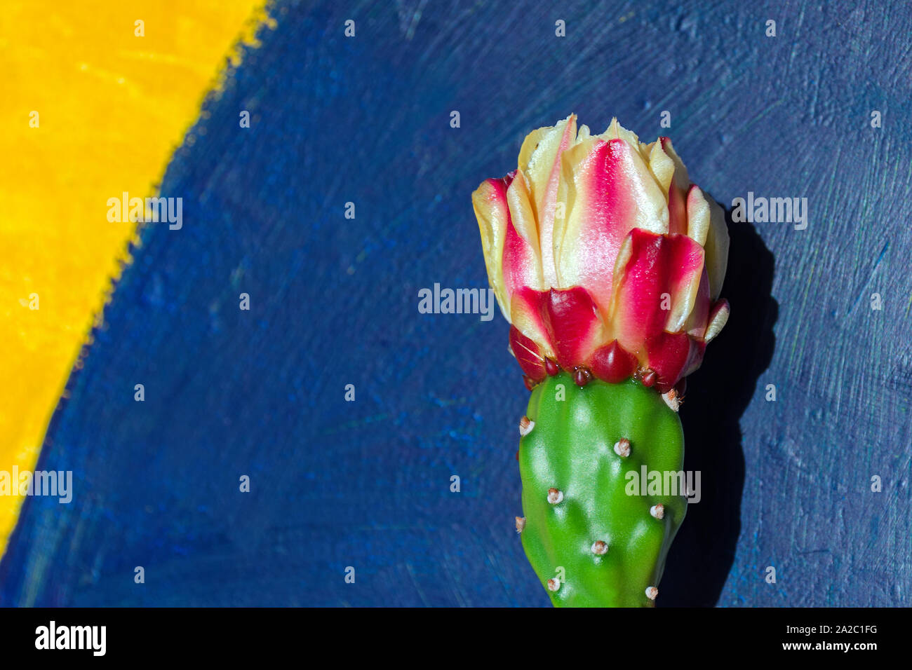 Duotone cactus hi-res stock photography and images - Alamy