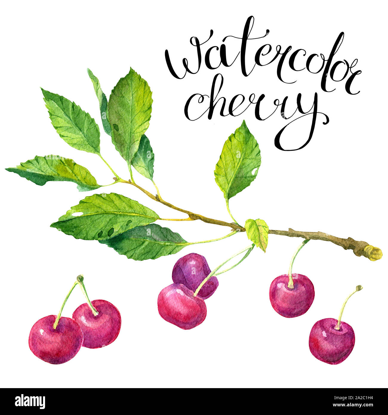 Cherry healthy food in a watercolor style isolated. Full name of the ...