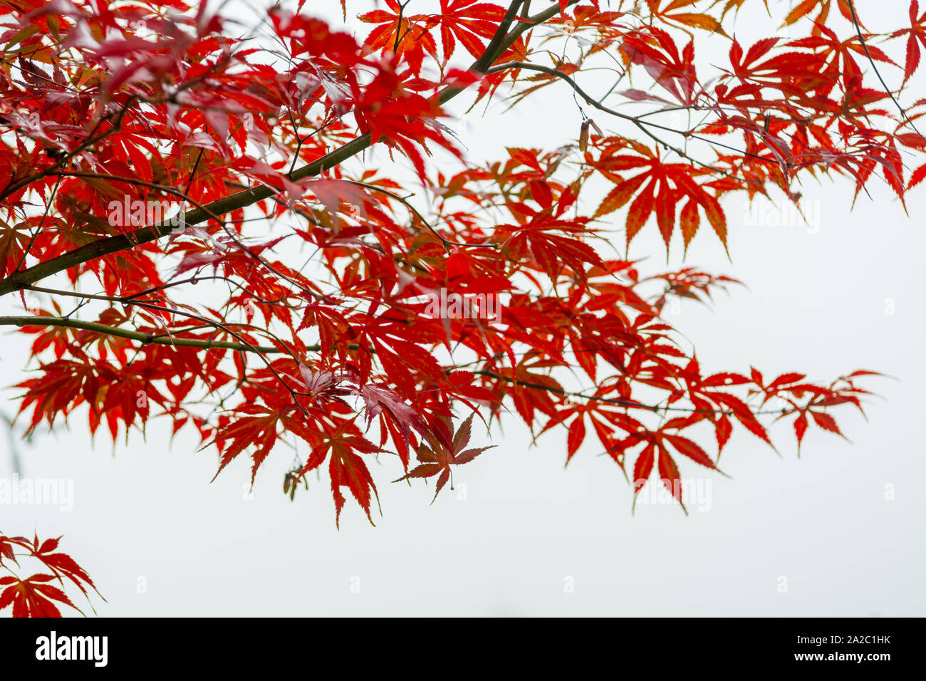 Red maple tree leaves view of low angle Stock Photo - Alamy
