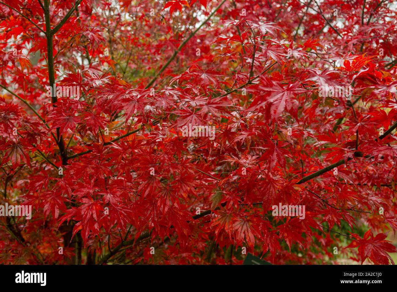 Red maple tree leaves view of low angle Stock Photo - Alamy