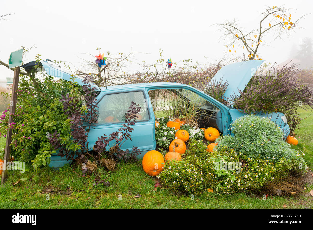 Many pumpings and plants invading old car outdoor Stock Photo - Alamy