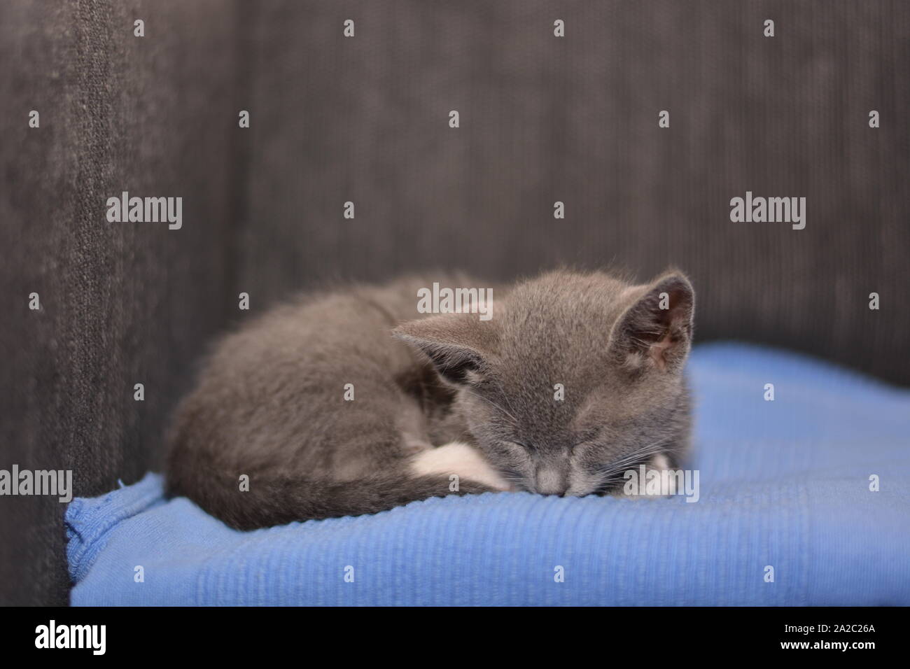 Gray baby cat sleeping Stock Photo - Alamy