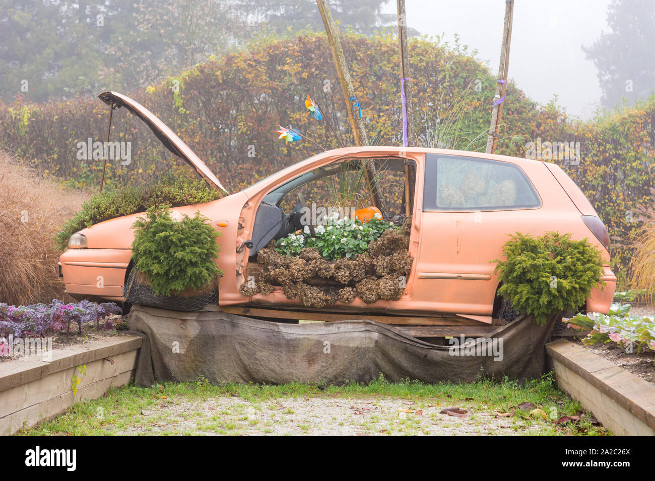 Many pumpings and plants invading old car outdoor Stock Photo - Alamy