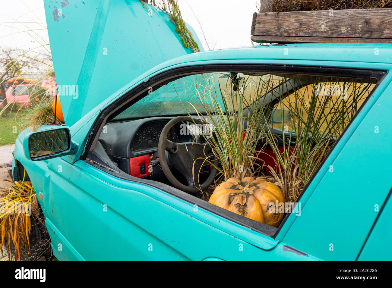 Many pumpings and plants invading old car outdoor Stock Photo - Alamy
