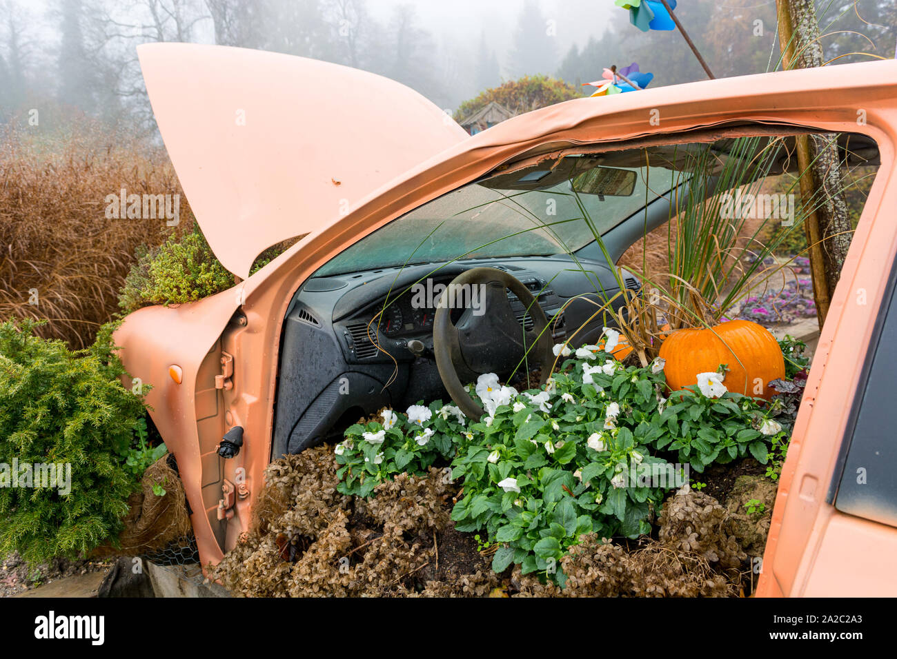 Many pumpings and plants invading old car outdoor Stock Photo - Alamy