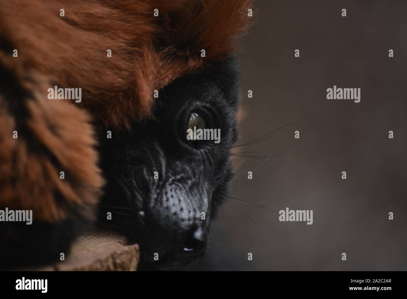 Unknown monkey lay down Stock Photo - Alamy