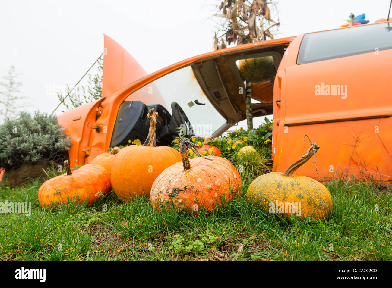 Many pumpings and plants growing in old car outdoor Stock Photo - Alamy