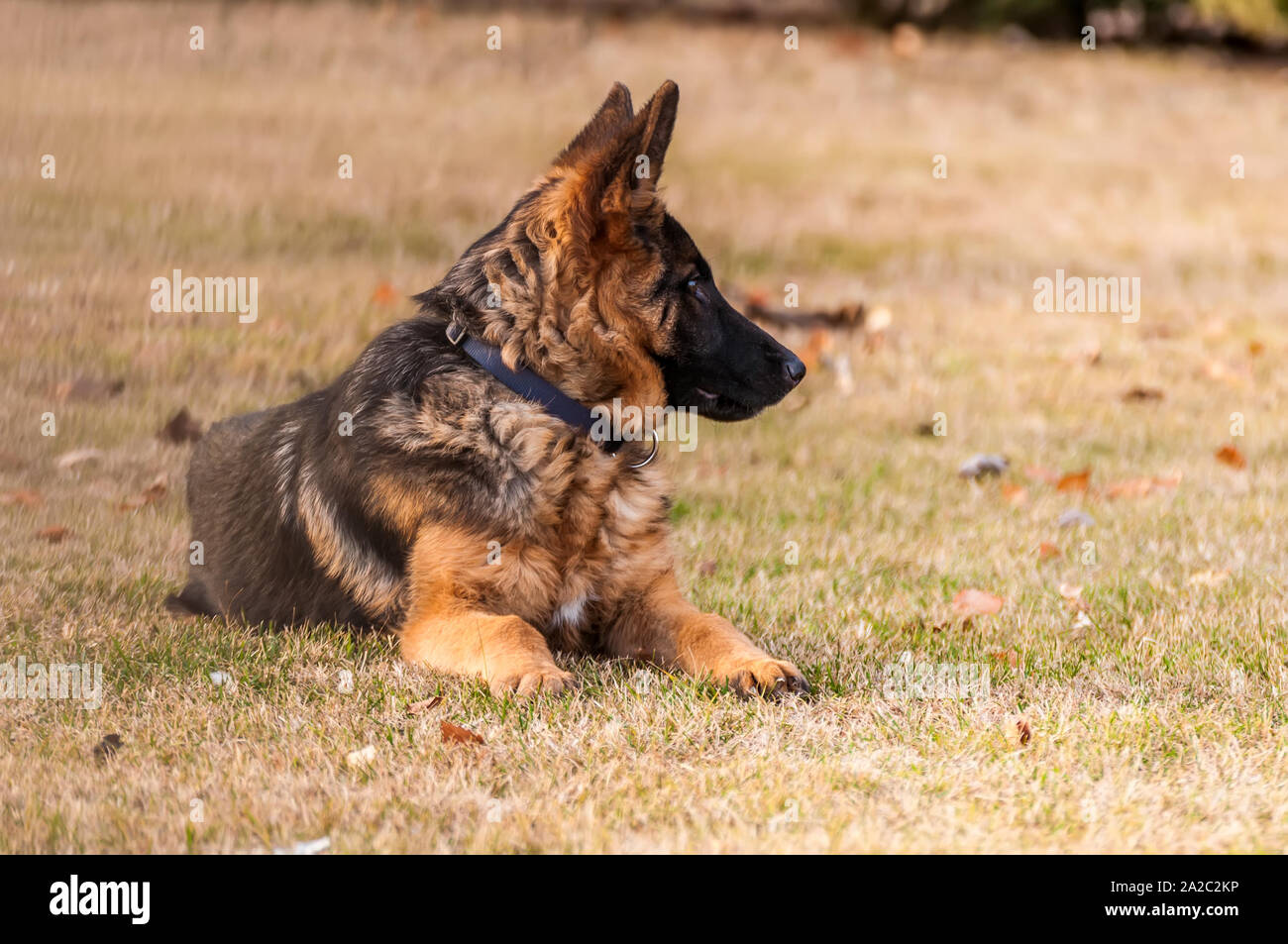 A beautiful junior german shepherd dog resting in a backyard on an ...
