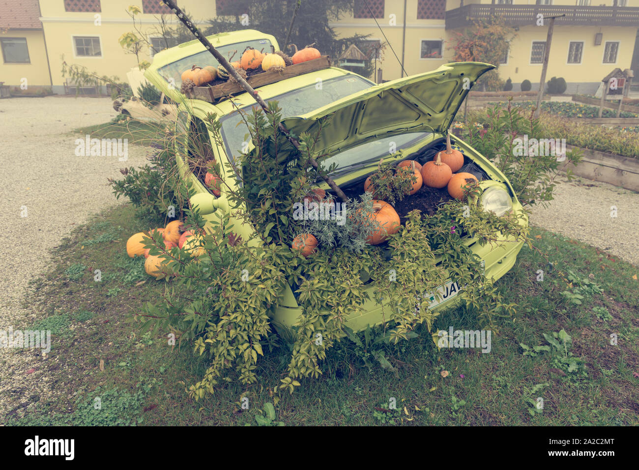 Many pumpings and plants growing in old car outdoor Stock Photo - Alamy