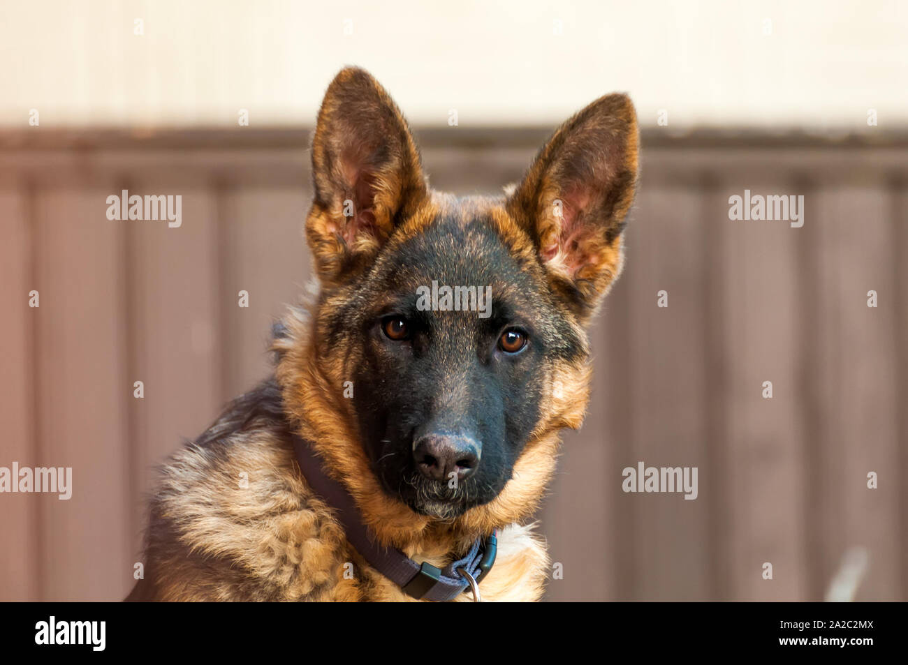 Portrait of a junior german shepherd dog in front of a porch on an ...