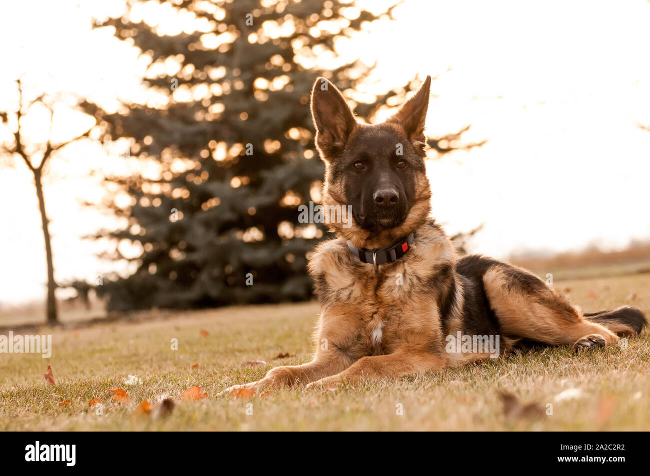 A beautiful junior german shepherd dog resting in a backyard on an ...