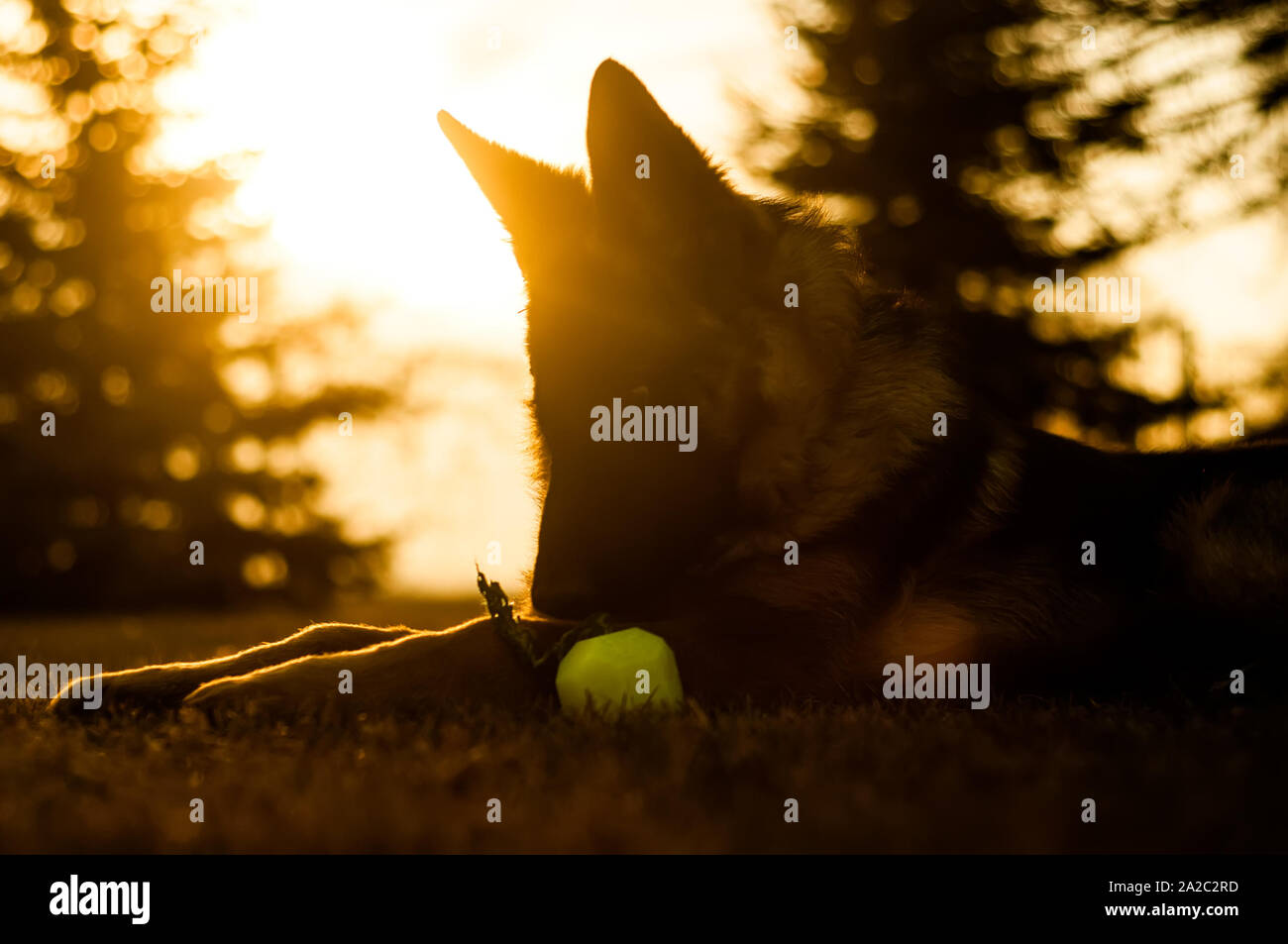 Backlit photo beautiful junior german shepherd dog resting in a ...