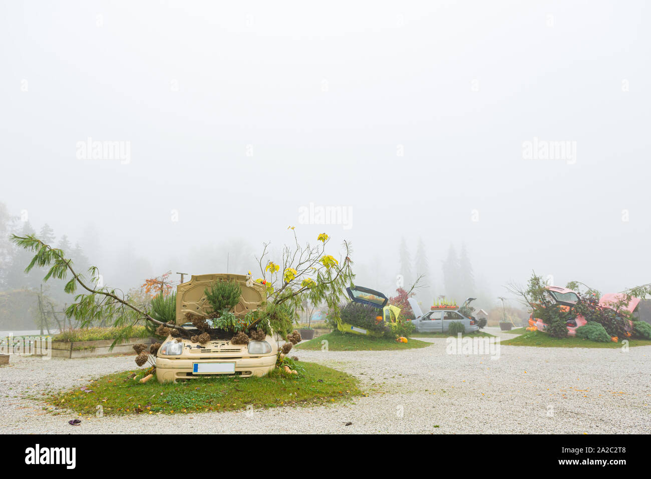 Tree growing through old car hi-res stock photography and images - Alamy