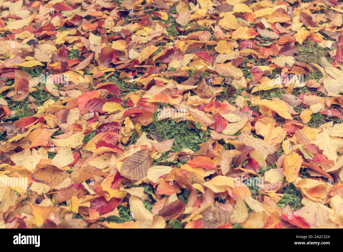 Leaves lying on floor hi-res stock photography and images - Alamy
