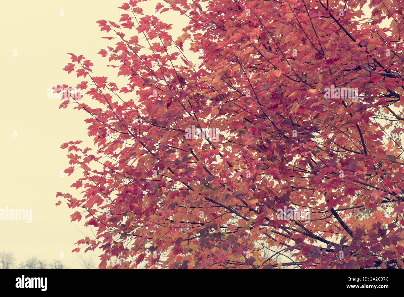 Red maple tree leaves view of low angle Stock Photo - Alamy