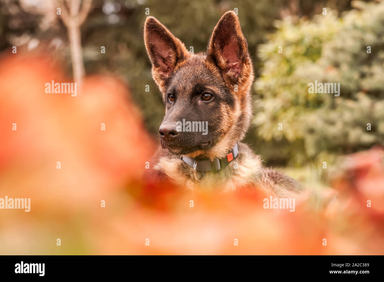 Portrait of a german shepherd puppy while resting in a backyard on the ...