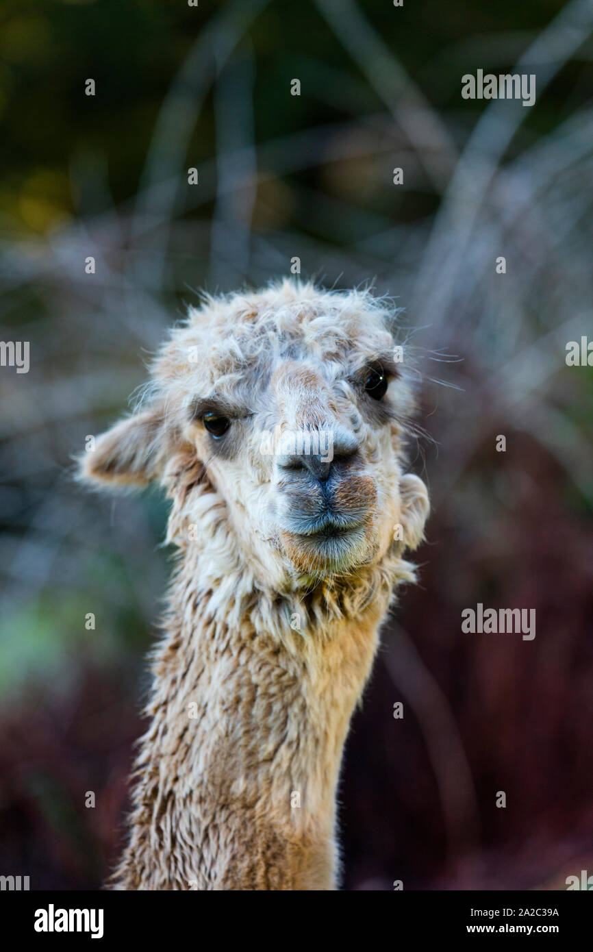 ALPACA (Vicugna pacos). Domesticated species of South American camelid ...