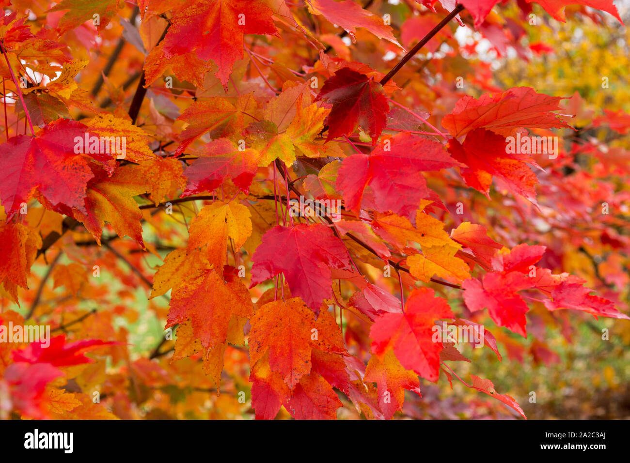 Red maple tree leaves view of low angle Stock Photo - Alamy