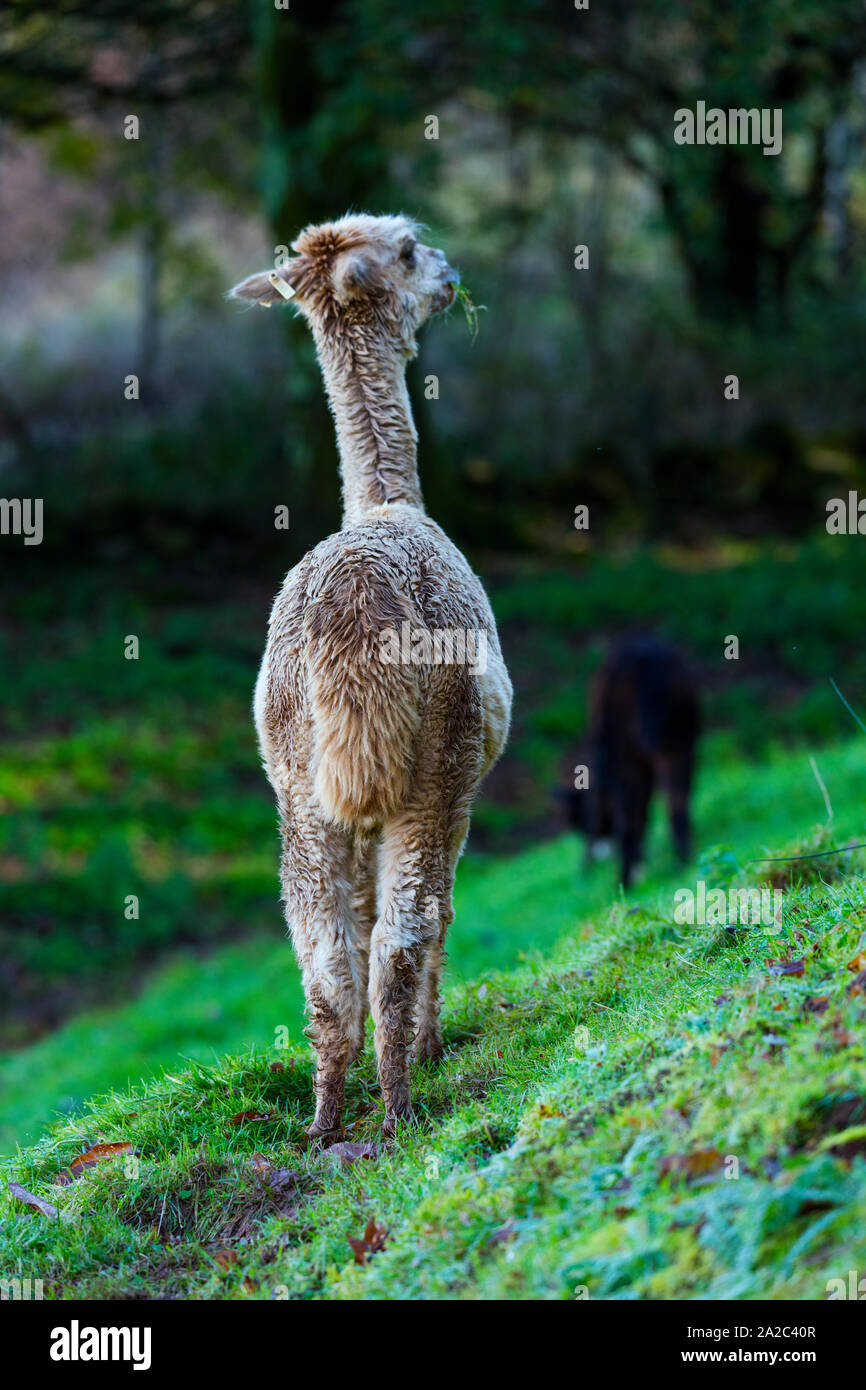 ALPACA (Vicugna pacos). Domesticated species of South American camelid ...