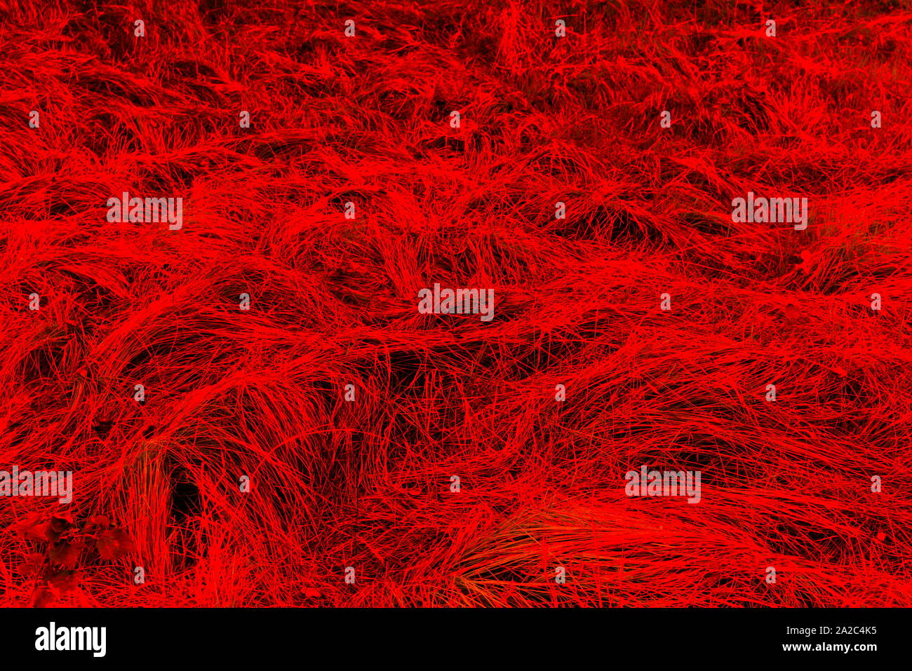 Grassy blurry red abstract texture as background or wallpaper Stock ...